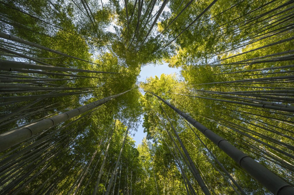 forest-with-trees-close-up - Bainba Blog